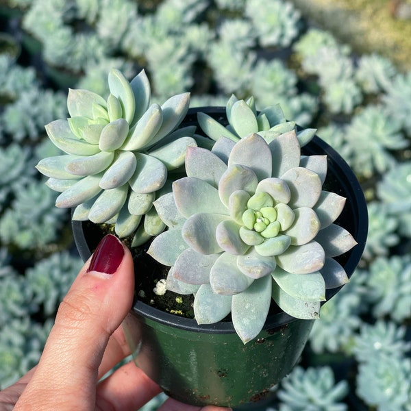 Sedeveria Lilac Mist Succulent - Etsy