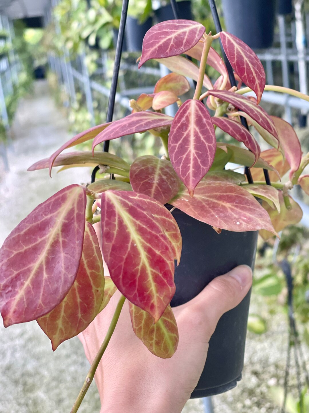 Hoya Sunrise | Rare Hoya Plant - Etsy