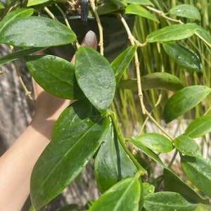 Hoya Mindorensis ‘gold’ | Rare - Etsy