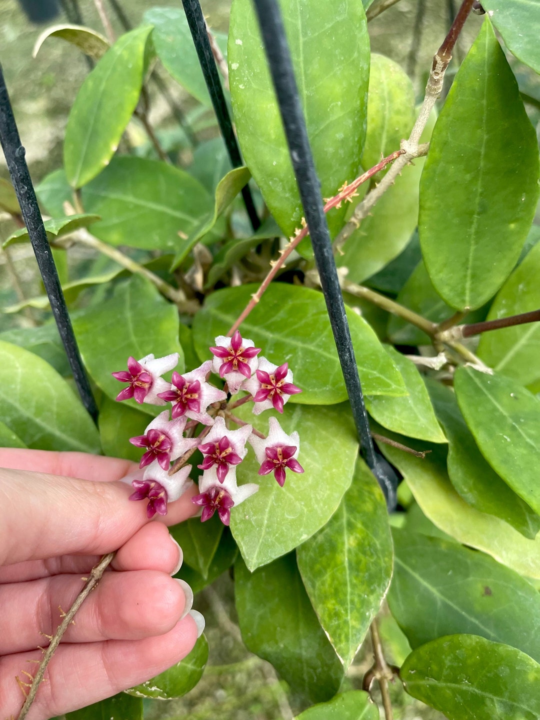 Hoya Patricia | Rare Hybrid Hoya Plant - Etsy