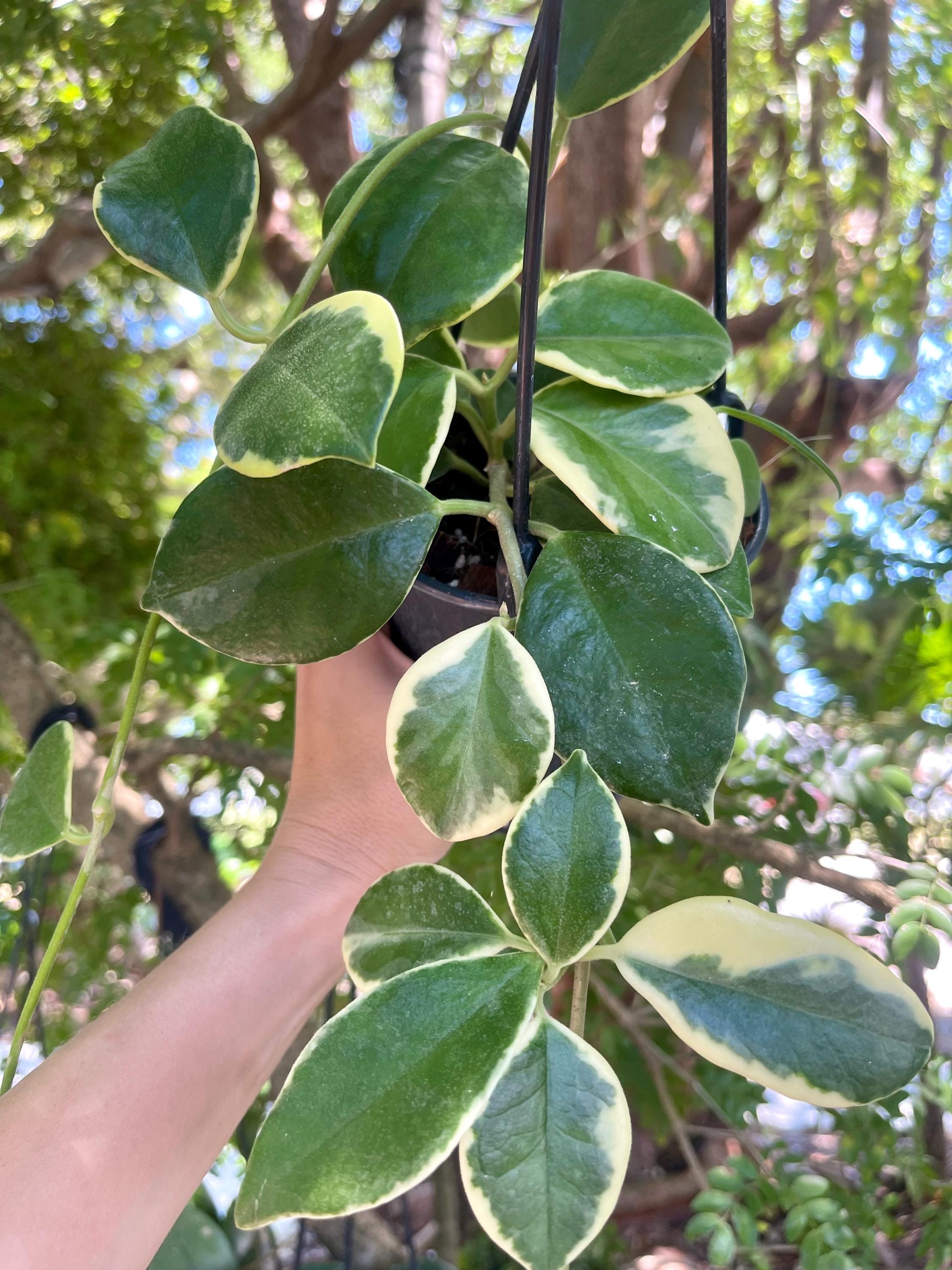 Hoya Australis Albo Marginata| RARE Live Hoya Plant - Etsy