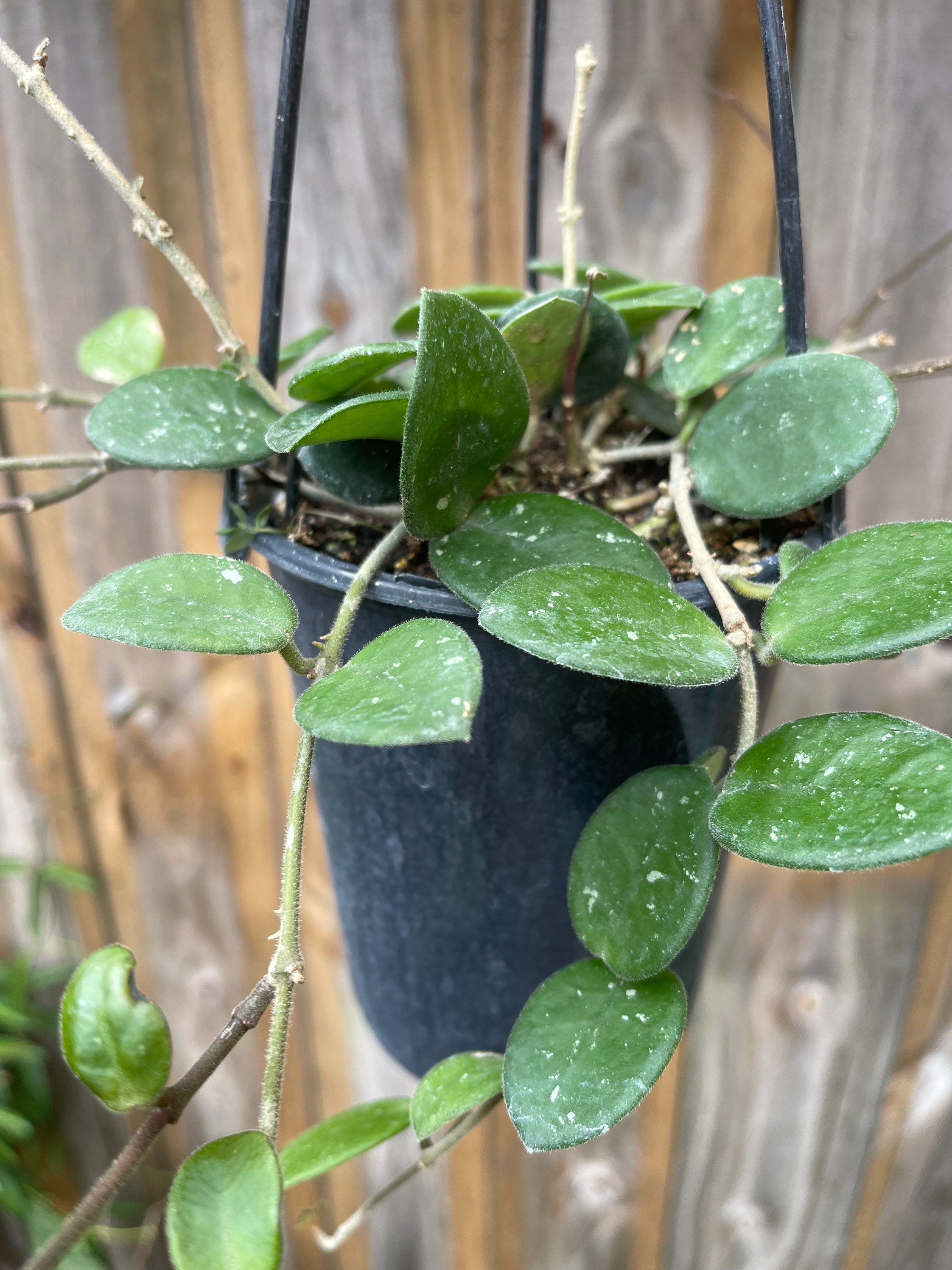 Hoya Mathilde Rare Hoya - Etsy