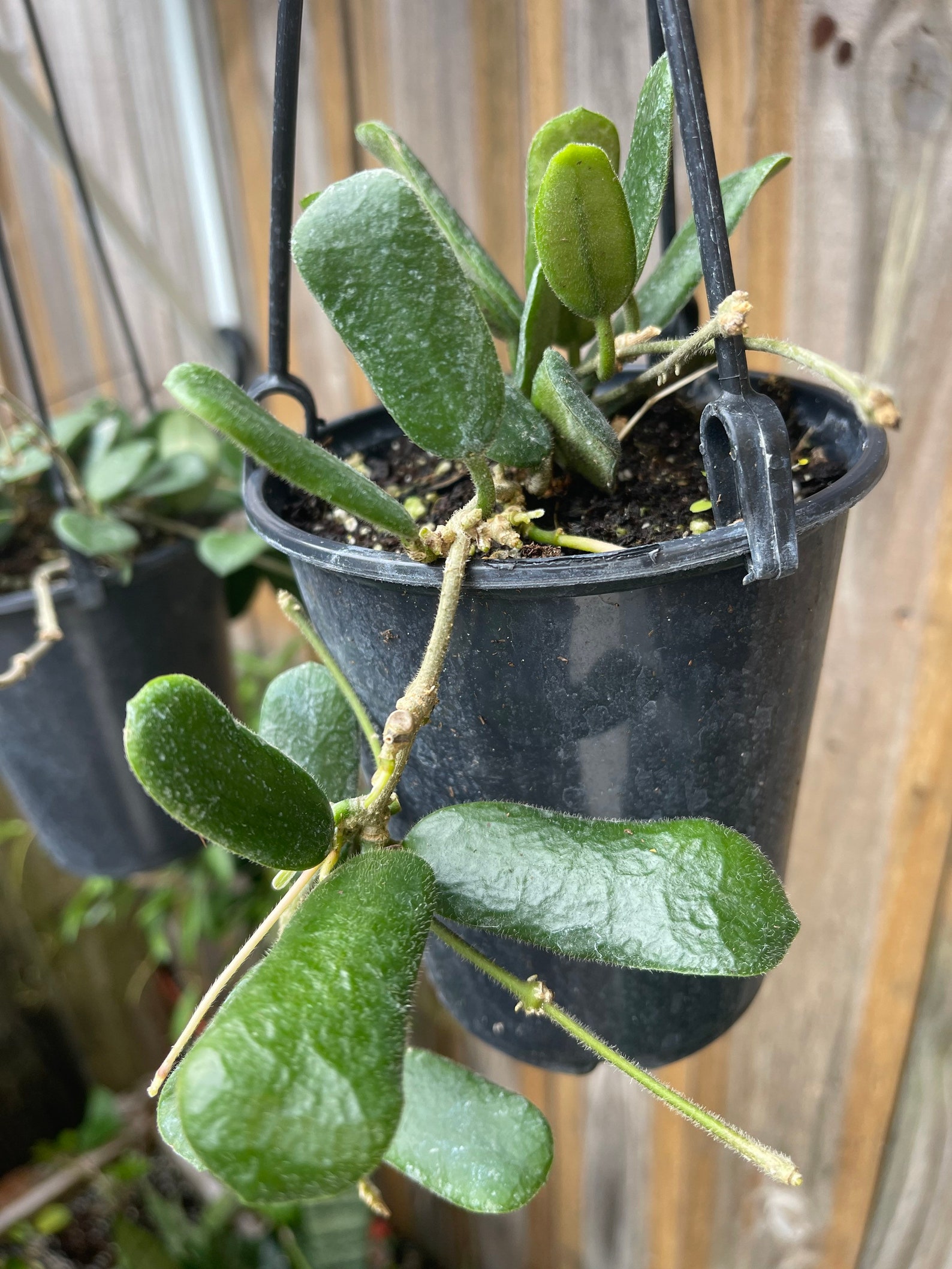 Hoya Rotundiflora Rare Hoya - Etsy