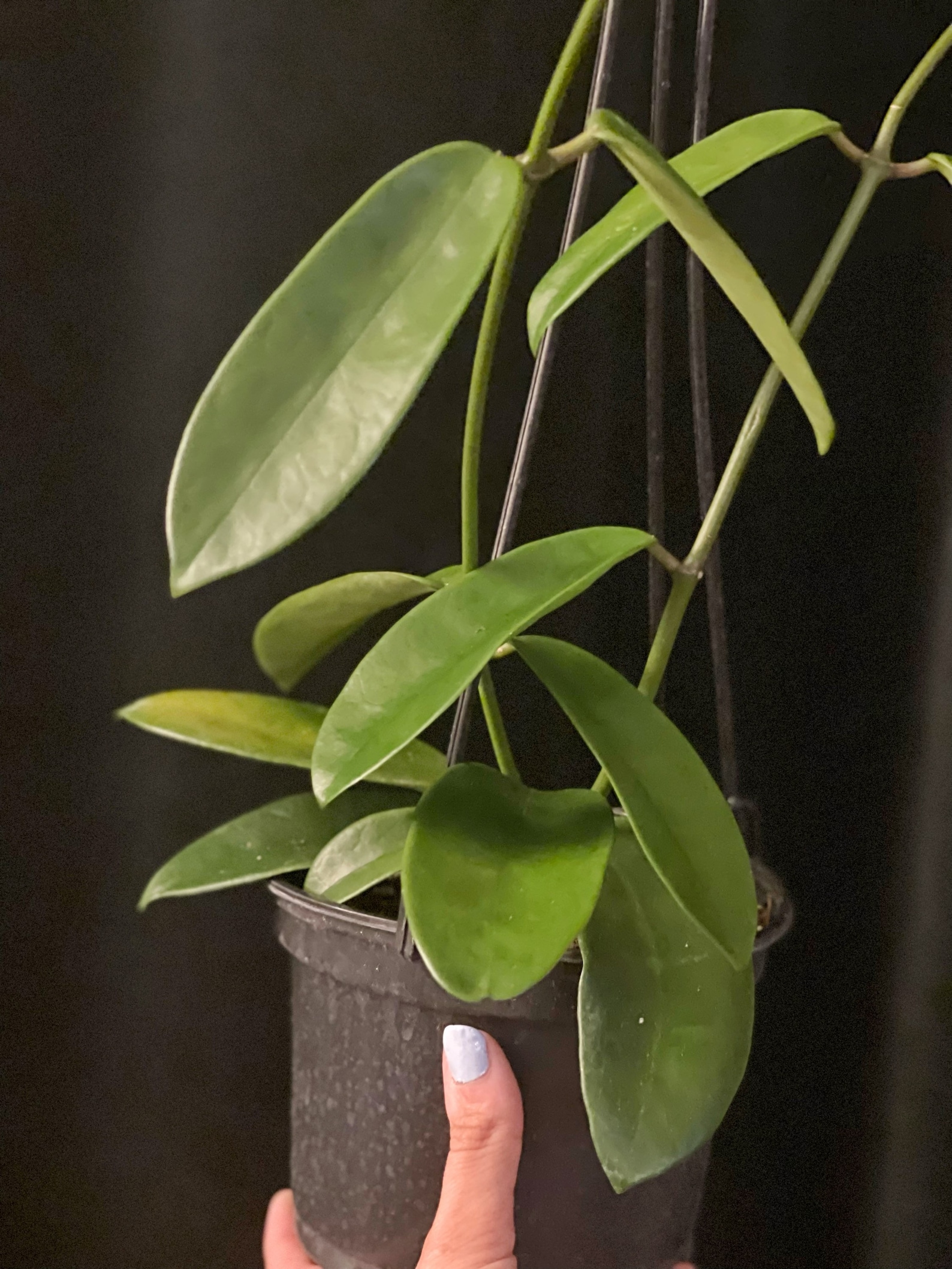 Hoya Meliflua VERY RARE - Etsy