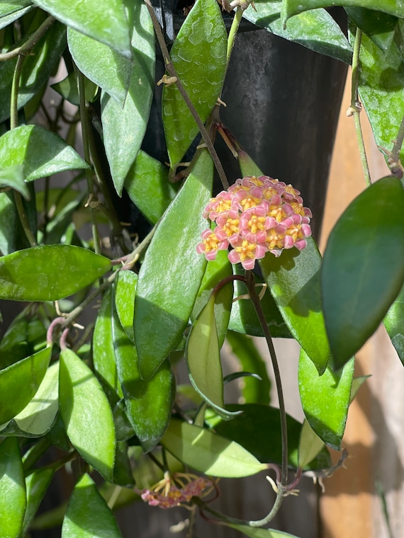Hoya Bilobata RARE - Etsy