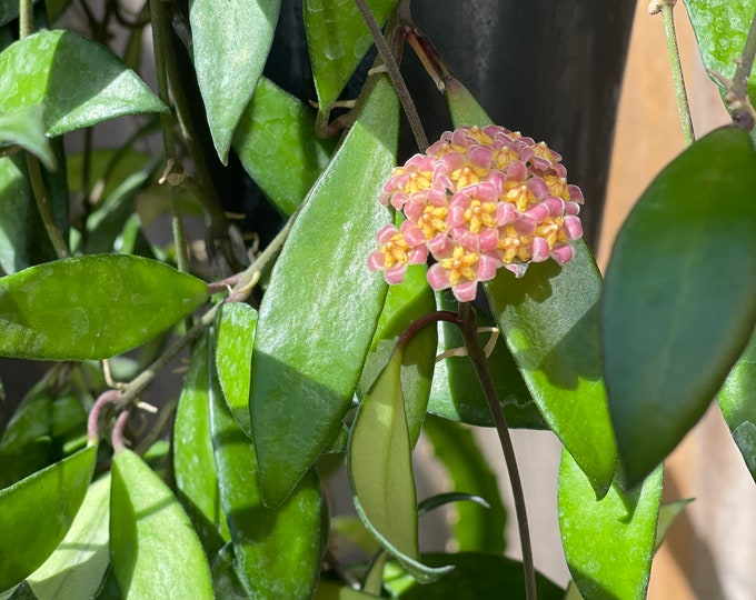 Hoya Bilobata | RARE - Etsy
