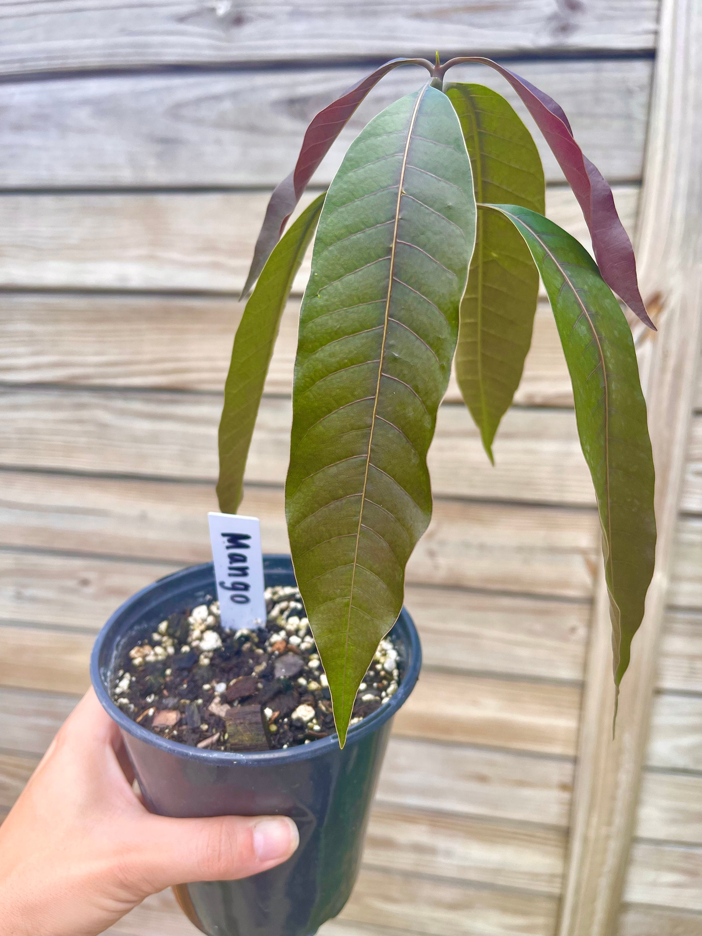 Mango Seedling