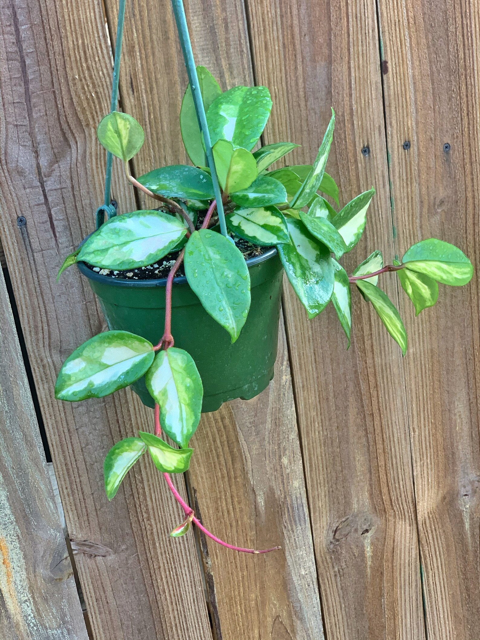Hoya Krimson Princess Tricolor Variegated Hoya Carnosa | Etsy