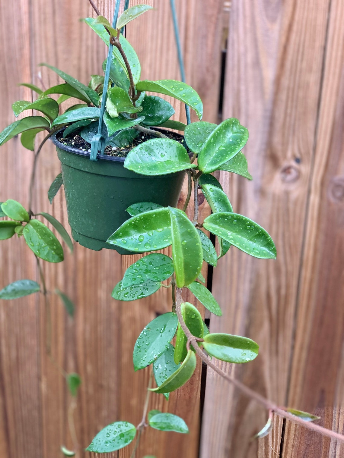Hoya Carnosa Jade | Hoya Carnosa Green | Trailing Vining Porcelain Wax ...