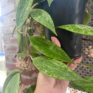 Hoya Rangsan Silver Splash | RARE Hoya Plant - Etsy