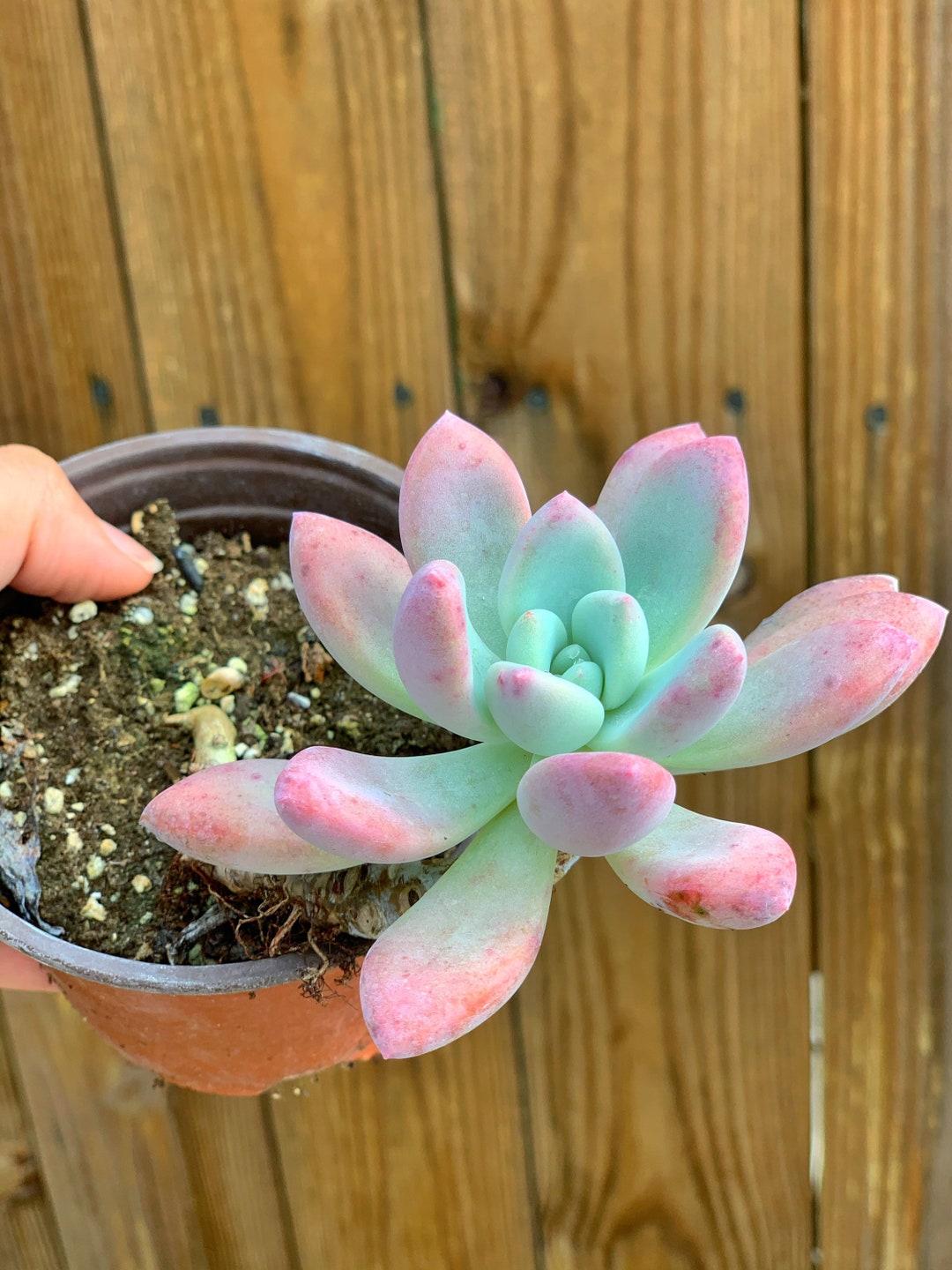 Graptoveria Opalina L Succulent - Etsy