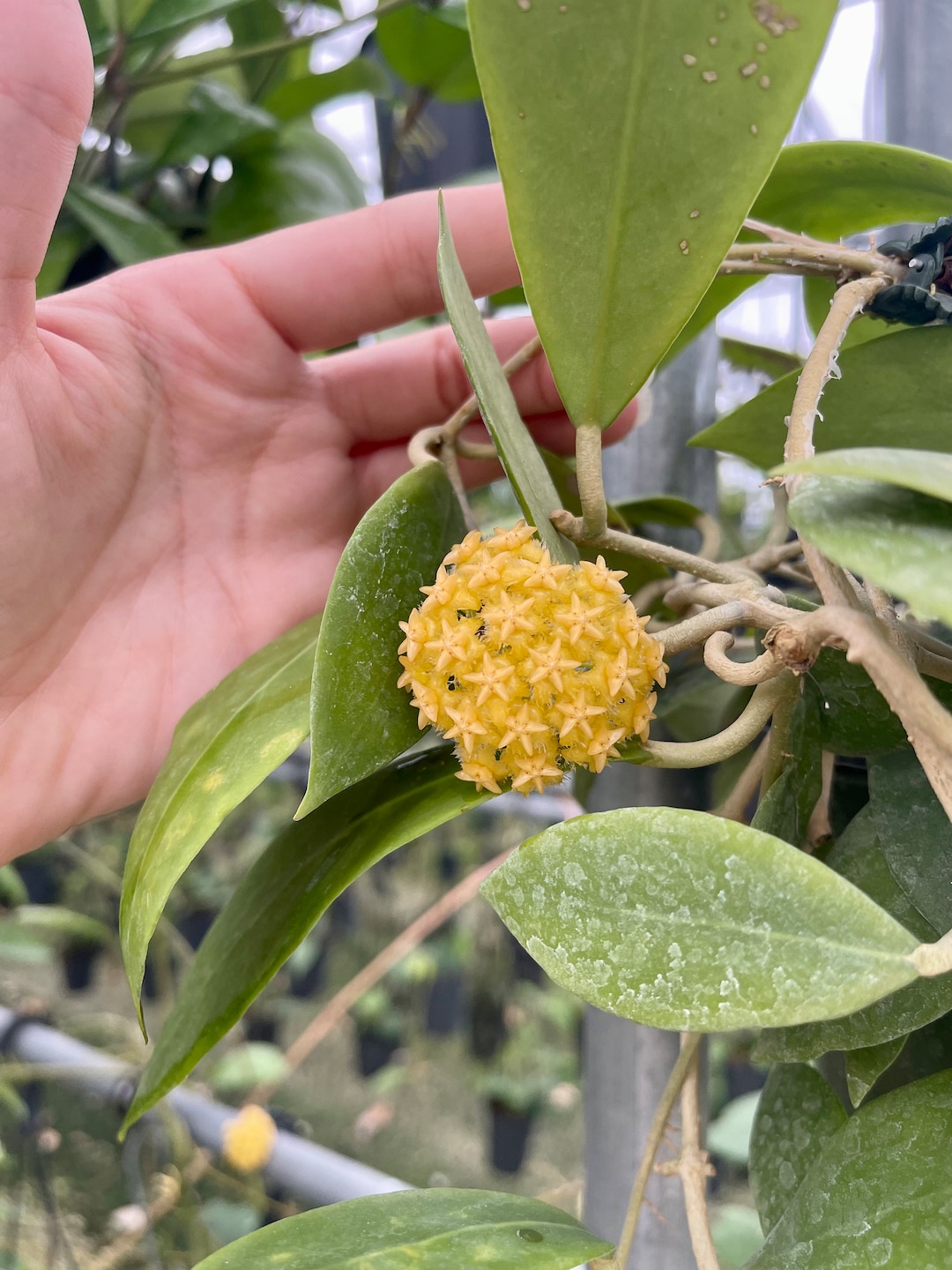 Hoya Mindorensis ‘gold’ | Rare - Etsy