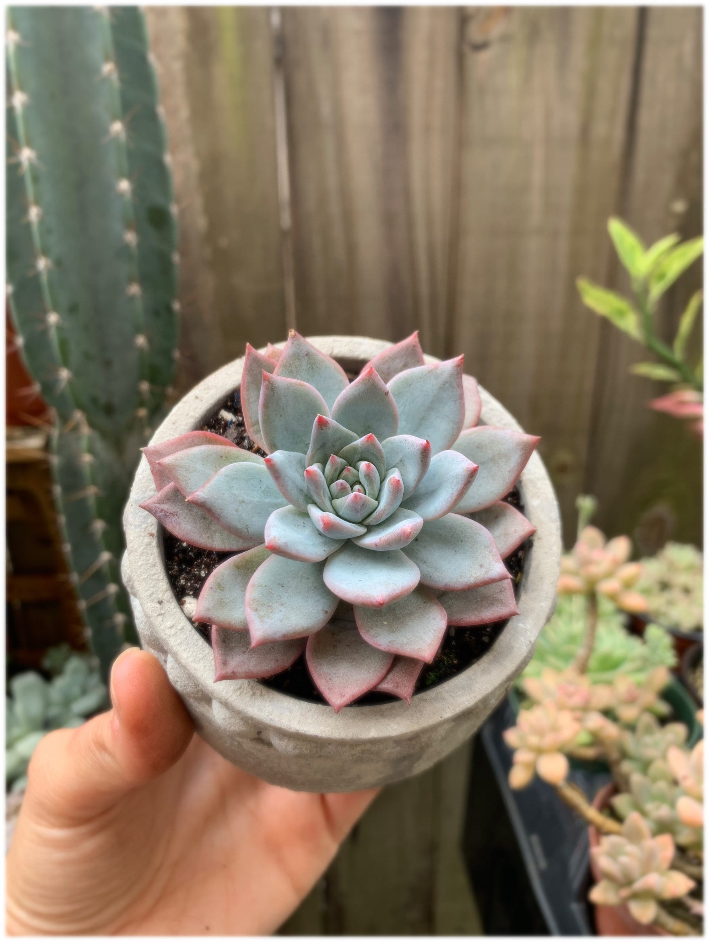 Echeveria Blue Bird L Rare Succulent - Etsy
