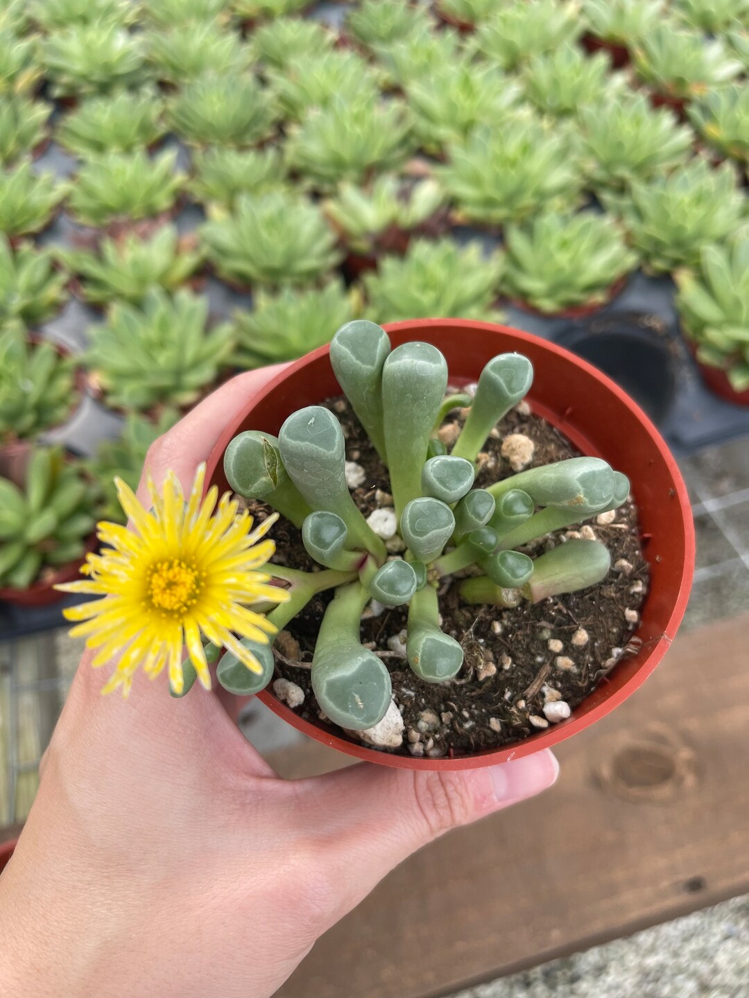Baby Toes Succulent Plant | Fenestraria Rhopalophylla - Etsy