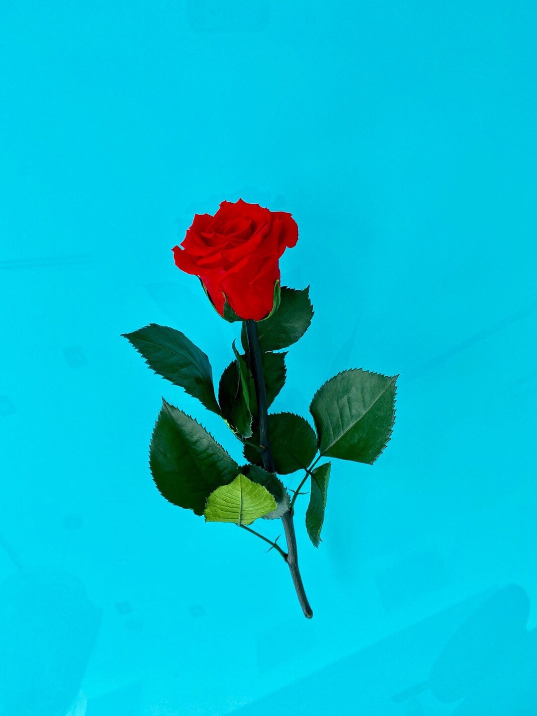 Preserved Stem, Preserved Stem Without Rose Bud | Eternal Stem ...