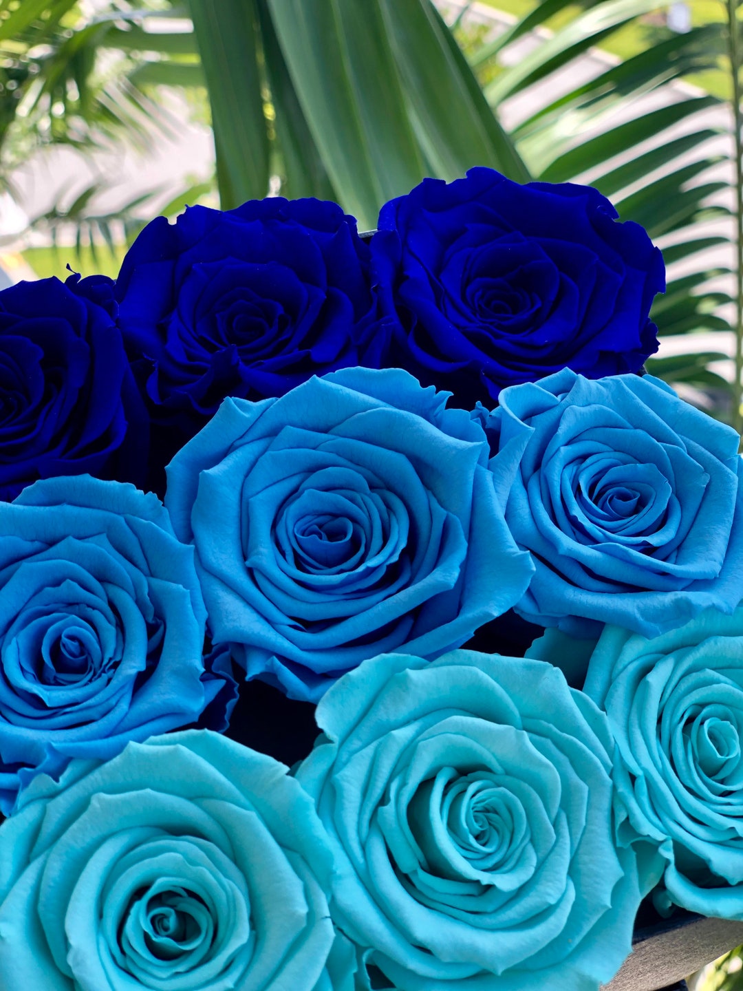 Blue Ombré Preserved Roses, Blue Eternity Roses in a Box, Roses Last ...