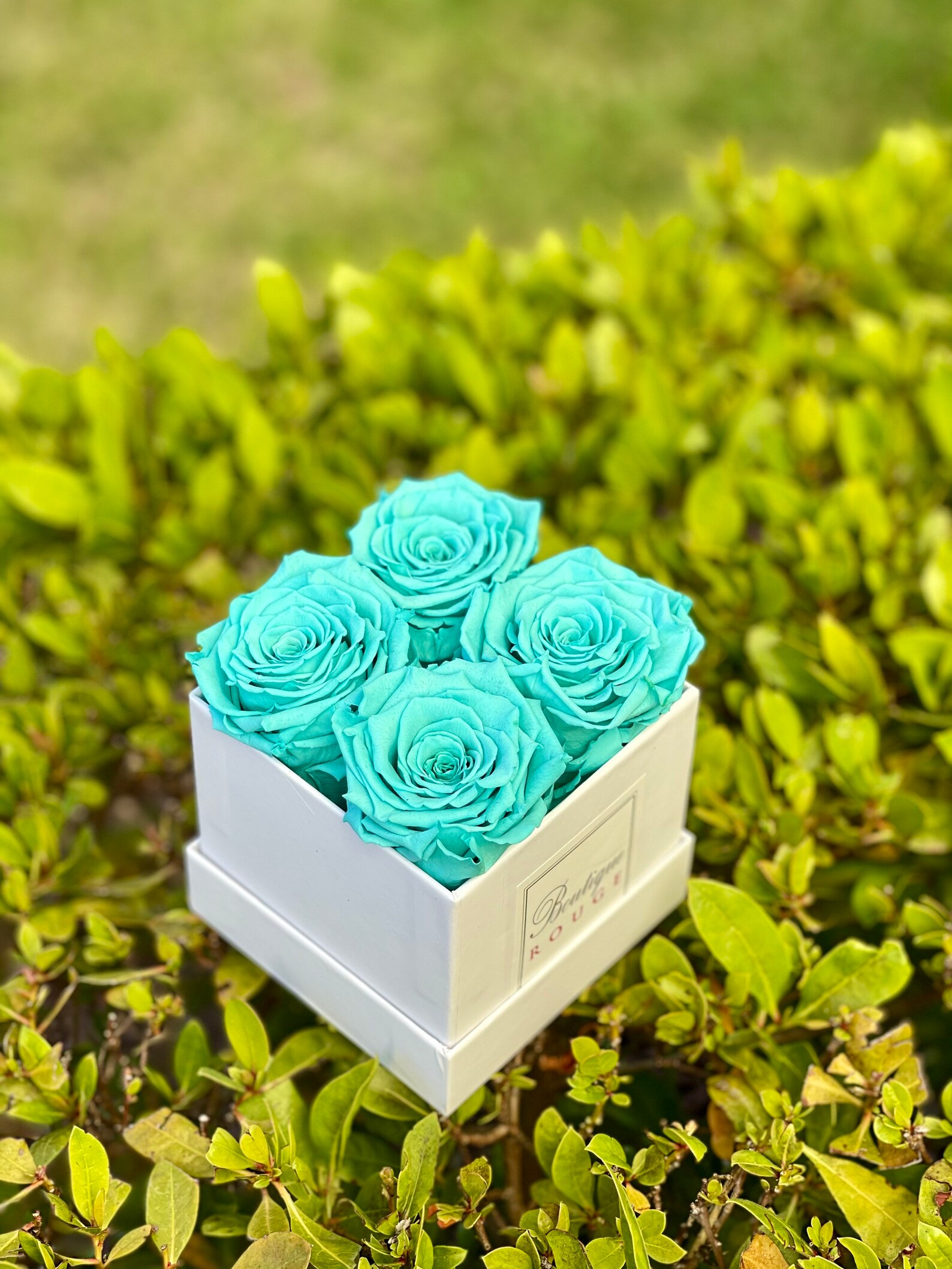 Preserved Roses / Petite Box of Roses / Eternal Roses / Roses - Etsy