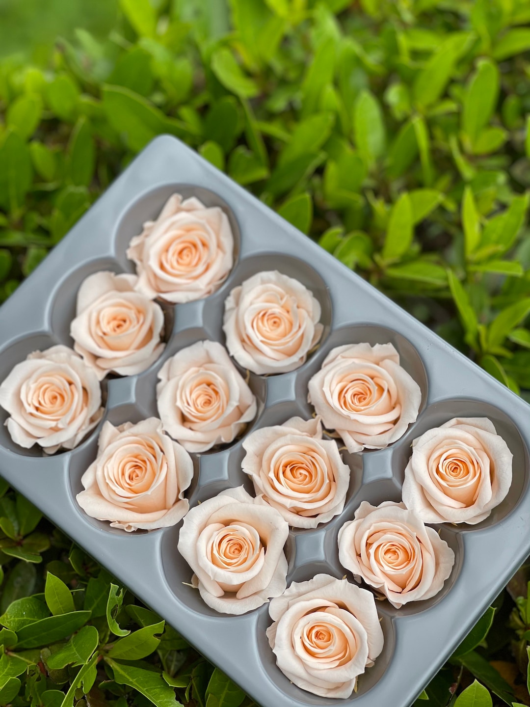 Verdissimo 12 Pack Small Size Roses, Preserved Roses for DIY, Wholesale ...