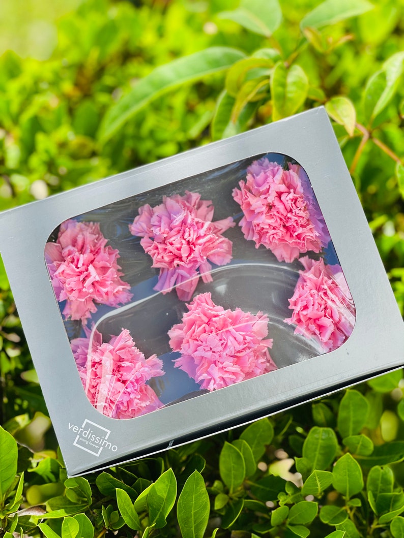 Preserved Carnations Real Carnations Last for Years Spain - Etsy