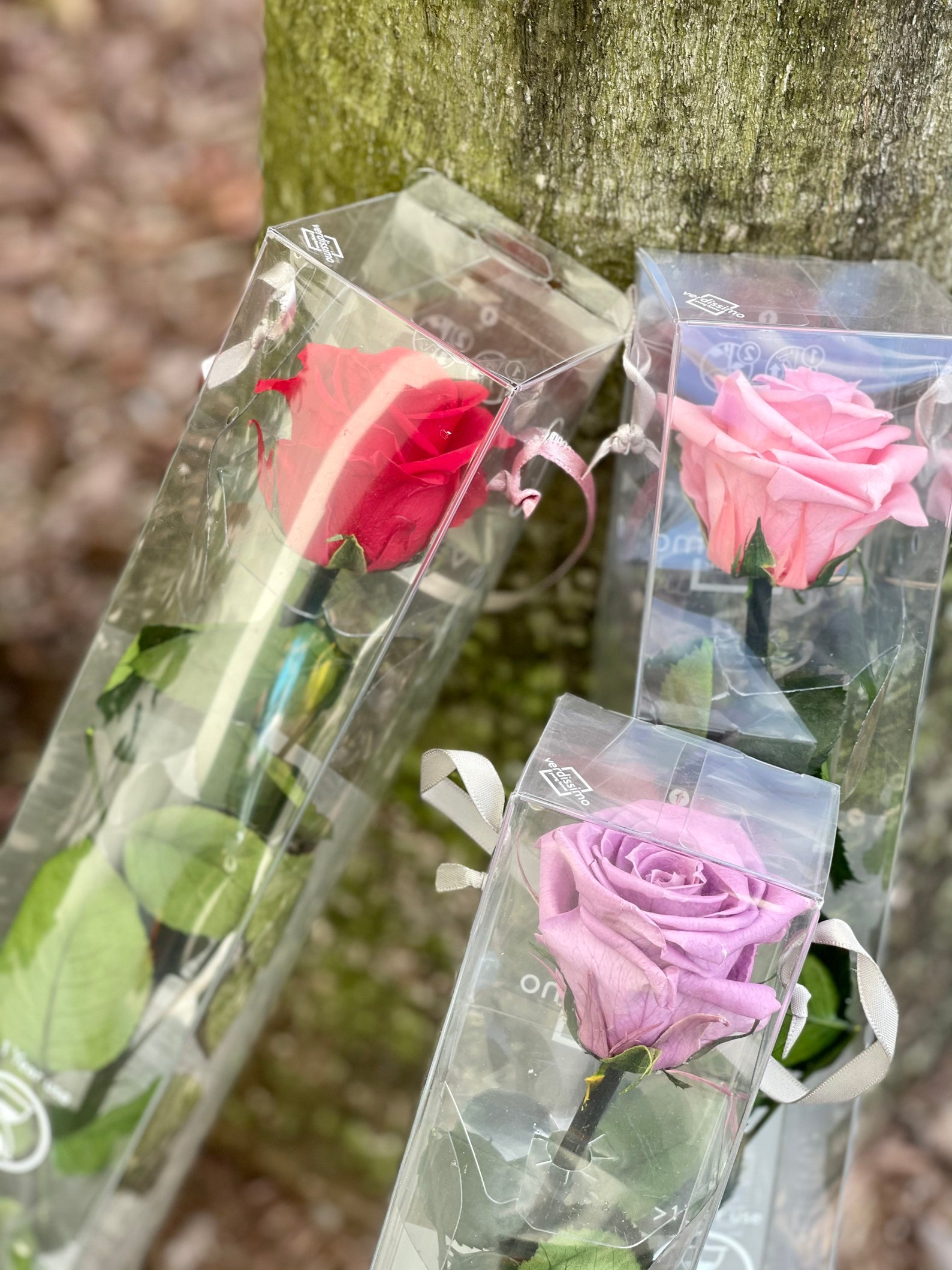 Preserved Stem Roses Preserved Red Stem Roses Wholesale | Etsy