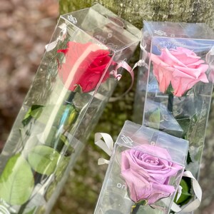 Preserved Stem Roses, Preserved Red Stem Roses, Wholesale Preserved ...