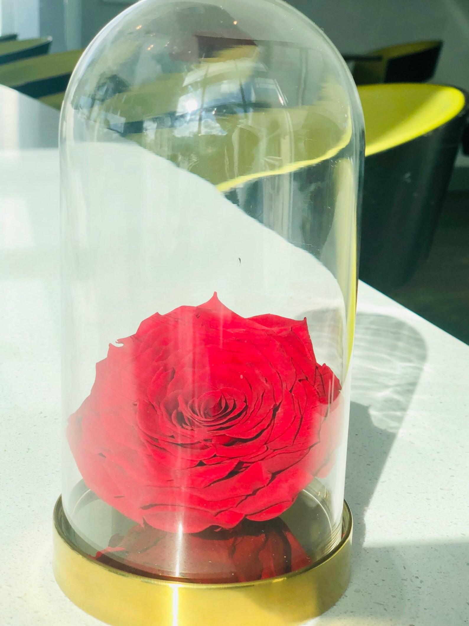 Beauty and the Beast Eternal Rose, Preserved Roses, Roses With Glass ...