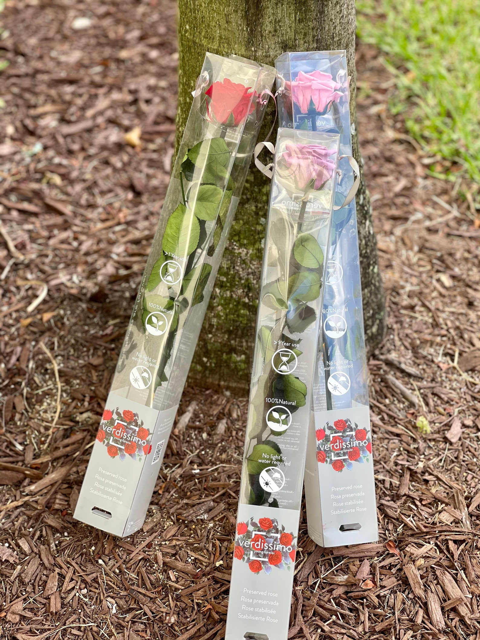 Preserved Stem Roses Preserved Red Stem Roses Wholesale | Etsy