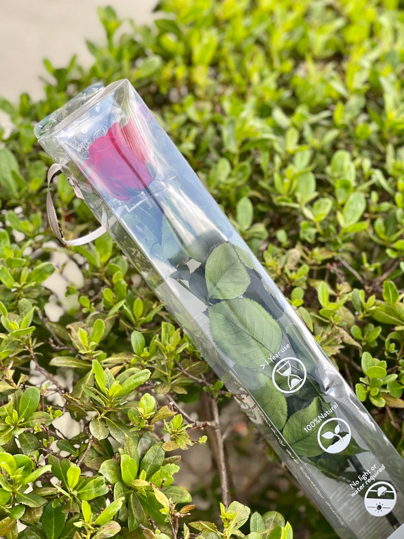 Preserved Stem Roses Preserved Red Stem Roses Wholesale | Etsy