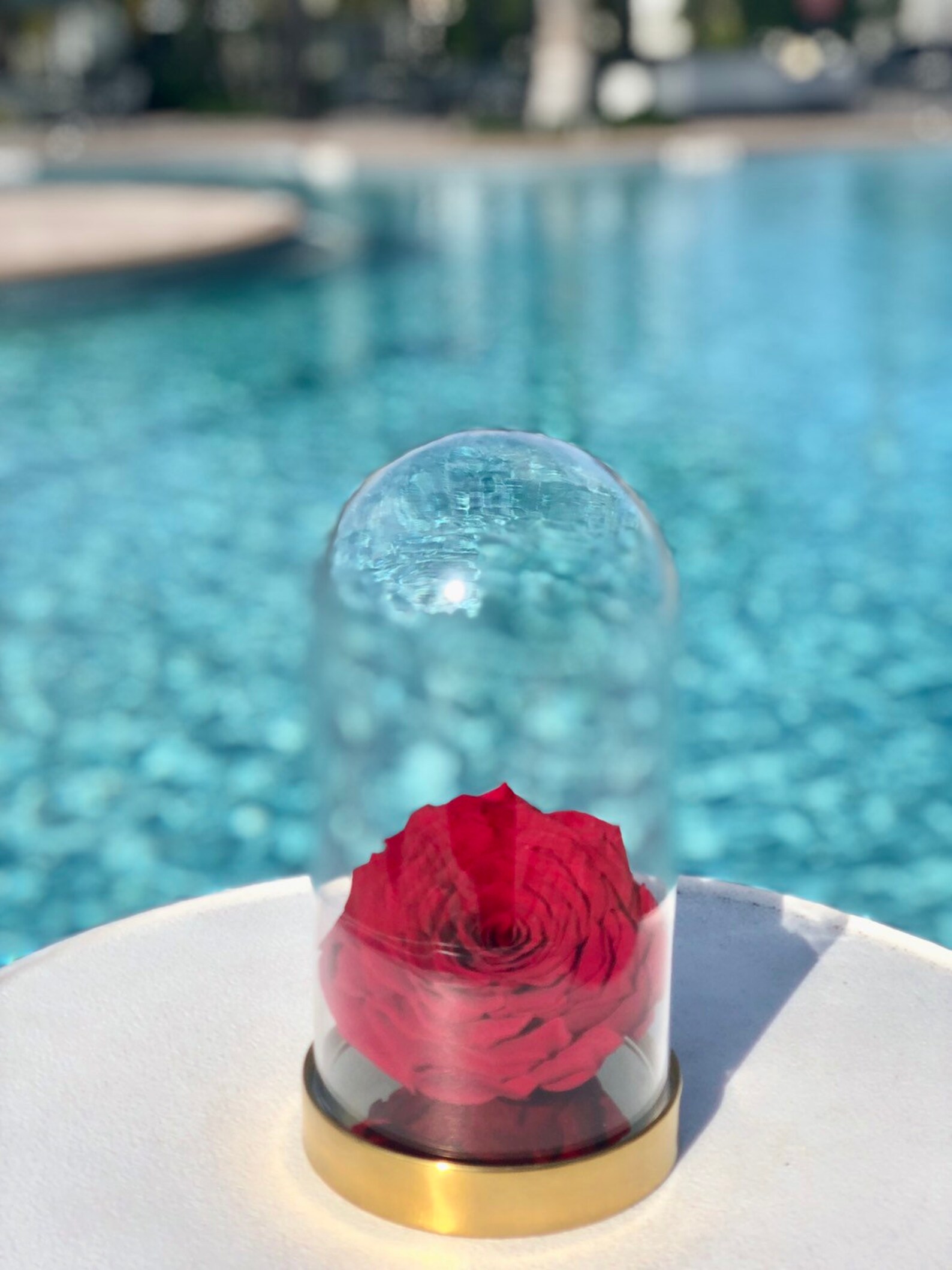 Beauty and the Beast Eternal Rose Preserved Roses Roses With | Etsy