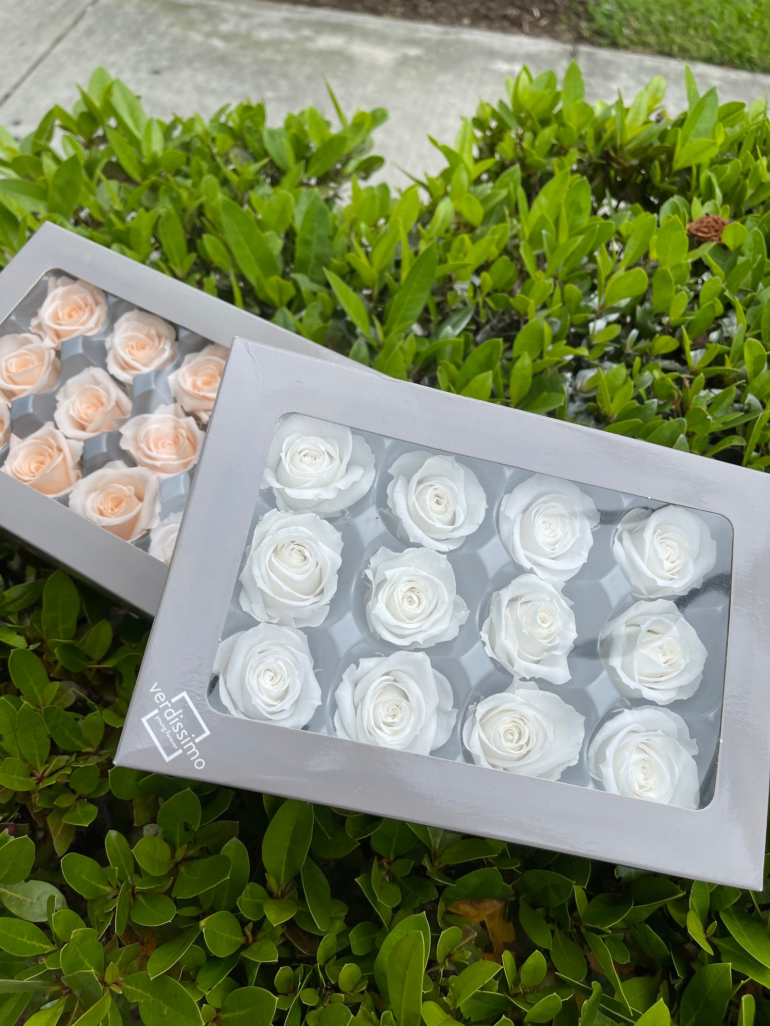 Verdissimo 12 Pack Small Size Roses, Preserved Roses for DIY, Wholesale ...