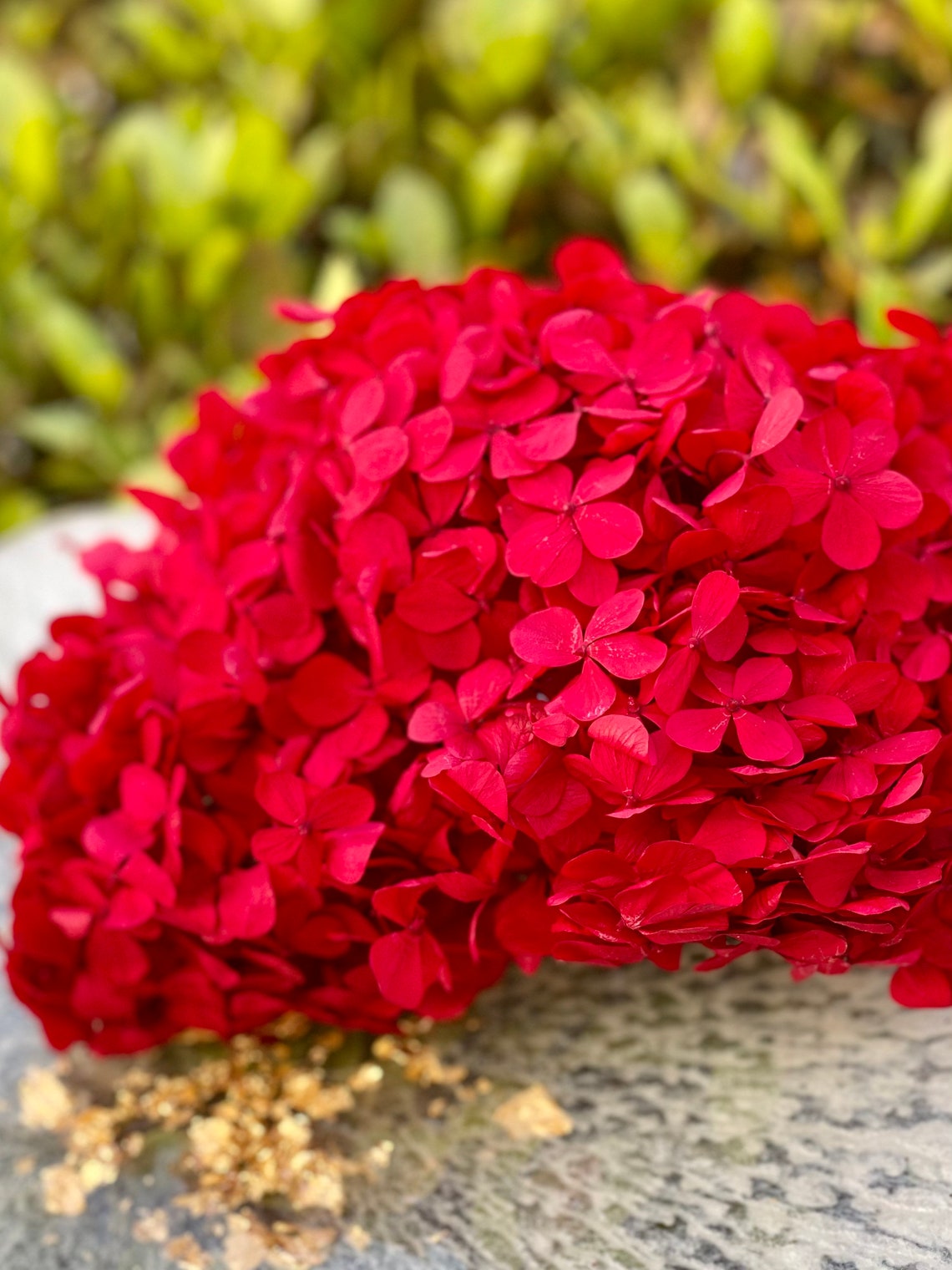 Large Preserved Hydrangeas Wholesale Hydrangeas 20 gr | Etsy