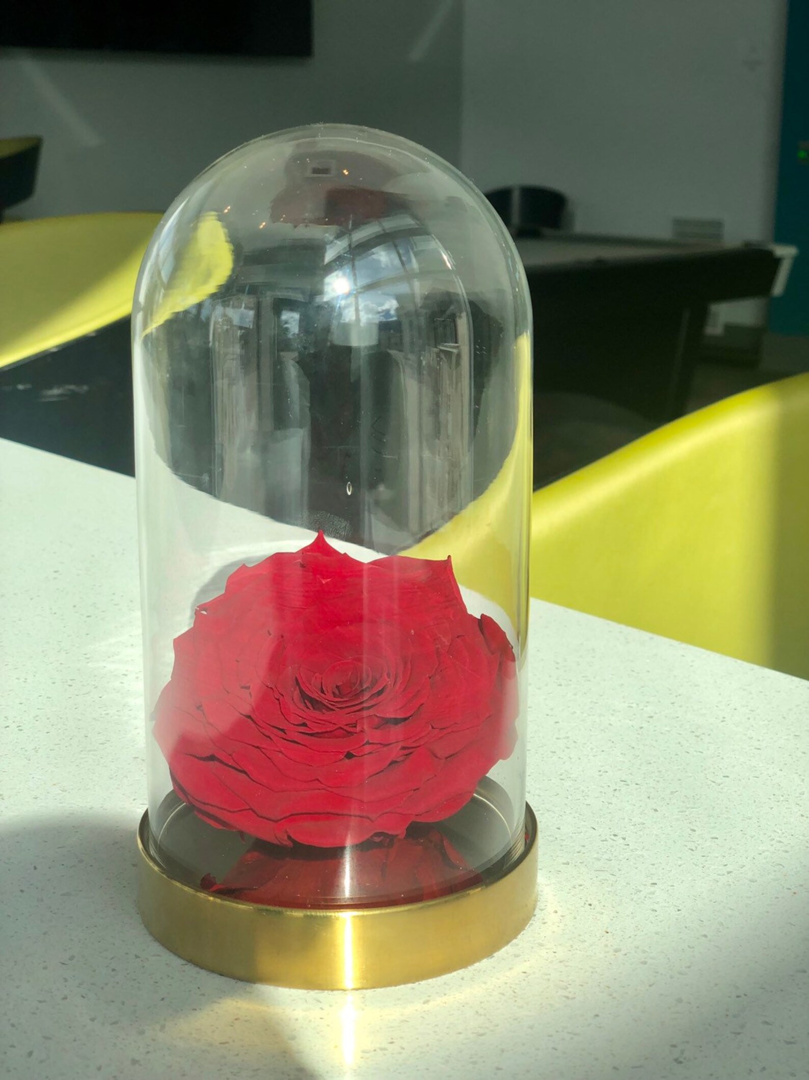 Beauty and the Beast Eternal Rose Preserved Roses Roses With | Etsy