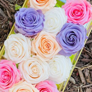 Real Roses Last for Years, XXL Preserved Roses, XXL Eternity Roses ...