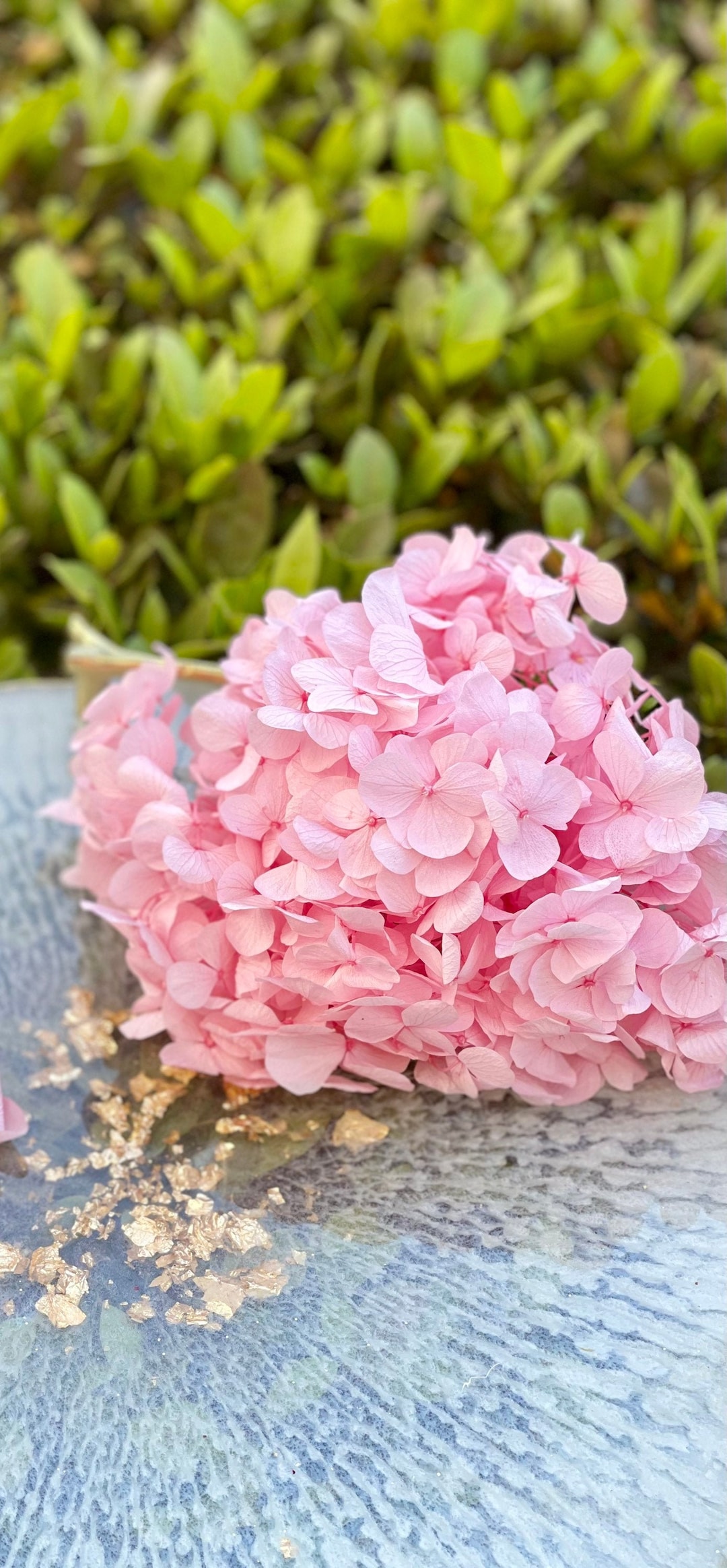 Large Preserved Hydrangeas, Wholesale Hydrangeas, 20 Gr Hydrangeas ...