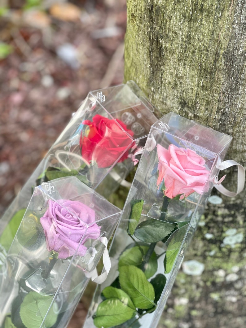 Preserved Stem Roses Preserved Red Stem Roses Wholesale | Etsy