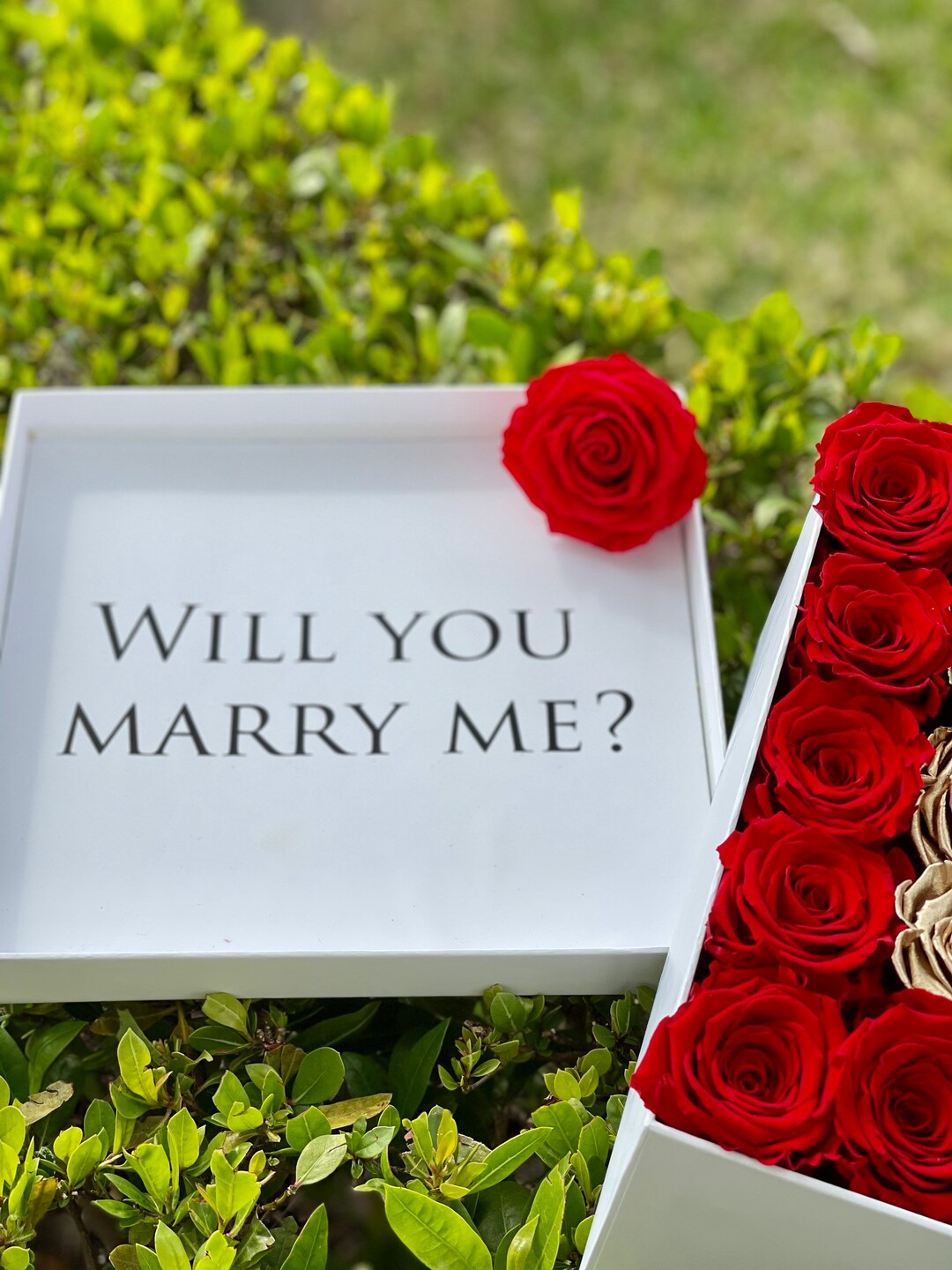 Proposal Roses for Valentines, Proposal Gifts for Valentines, Proposal ...