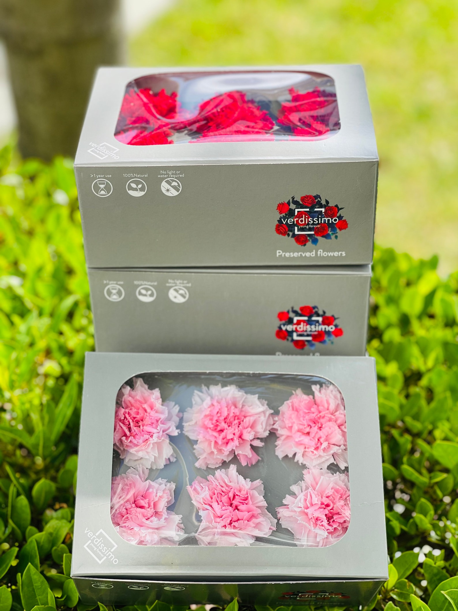 Preserved Carnations Real Carnations Last for Years Spain - Etsy