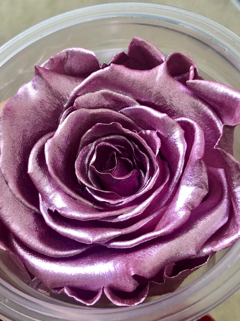 XL Size Single Preserved Rose, Metallic Preserved Rose, Gold Rose ...