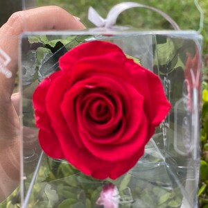 Preserved Stem Roses, Preserved Red Stem Roses, Wholesale Preserved ...