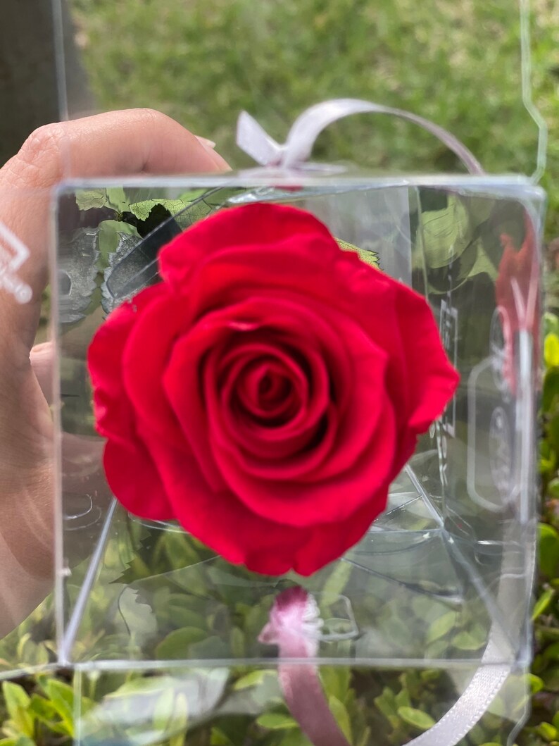 Preserved Stem Roses Preserved Red Stem Roses Wholesale | Etsy