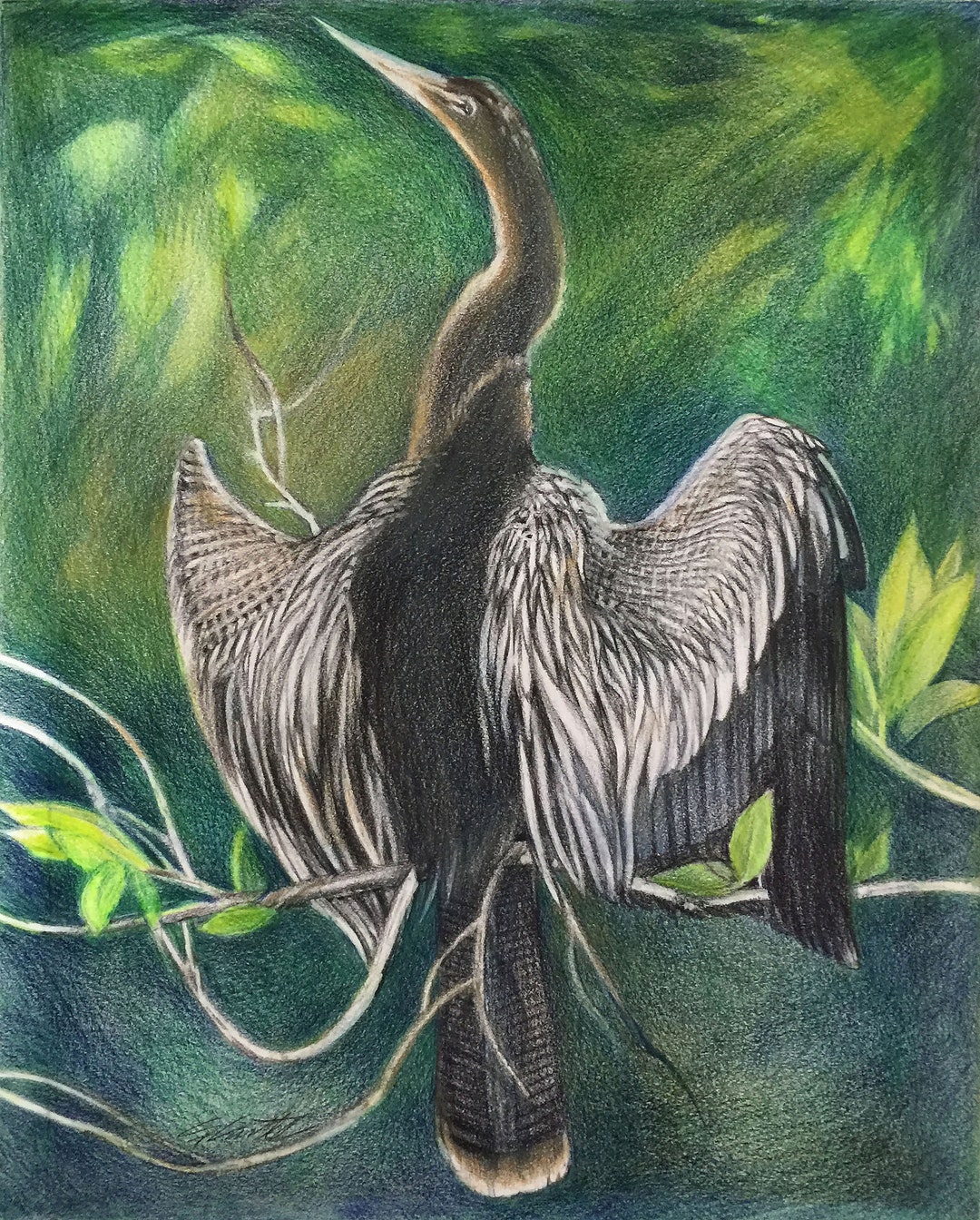 Anhinga Resting -14"x17" - Color Pencil Drawing - Etsy