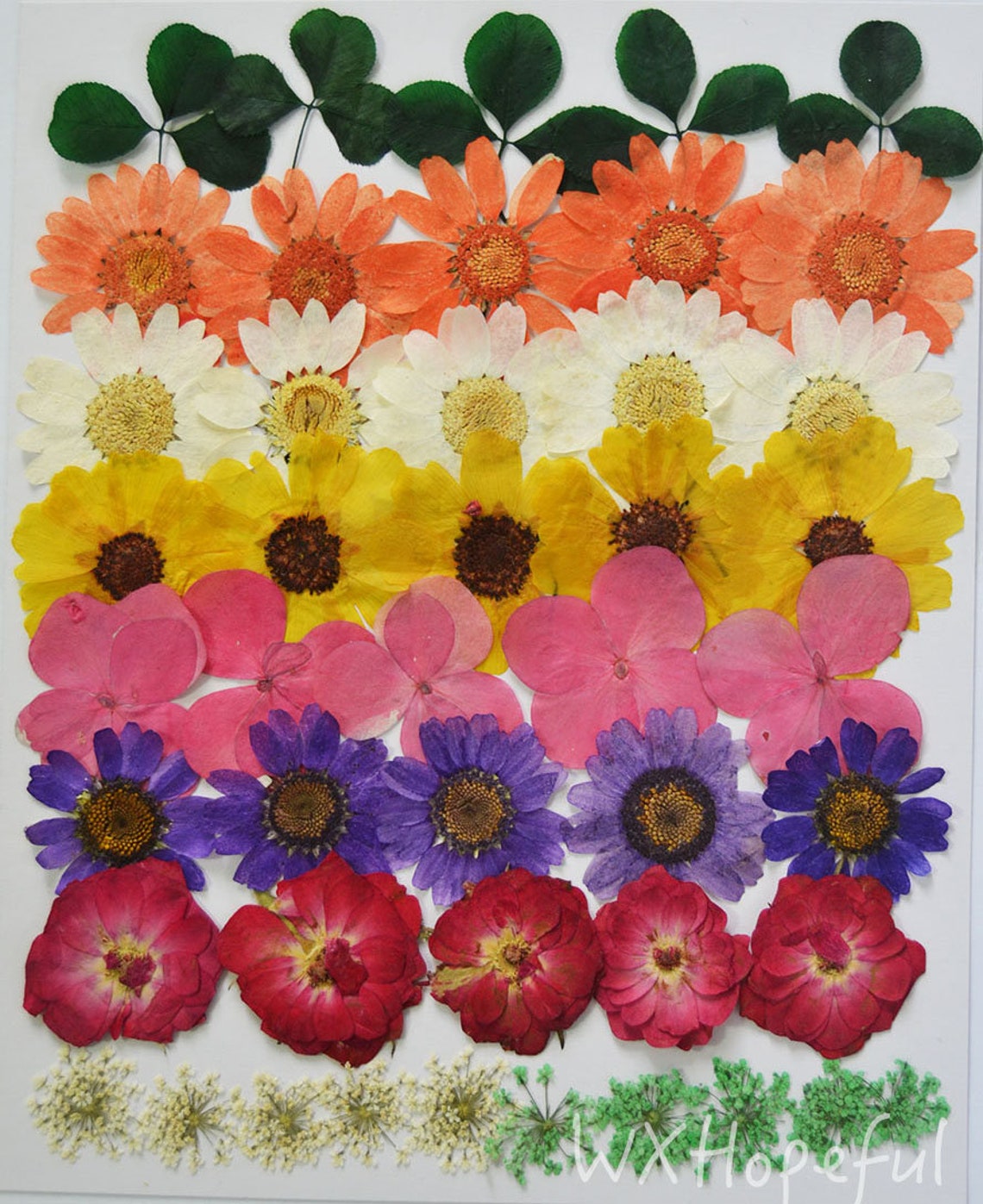 Queen Anne's Lace Mini Rose Hydrangea Daisy Real - Etsy