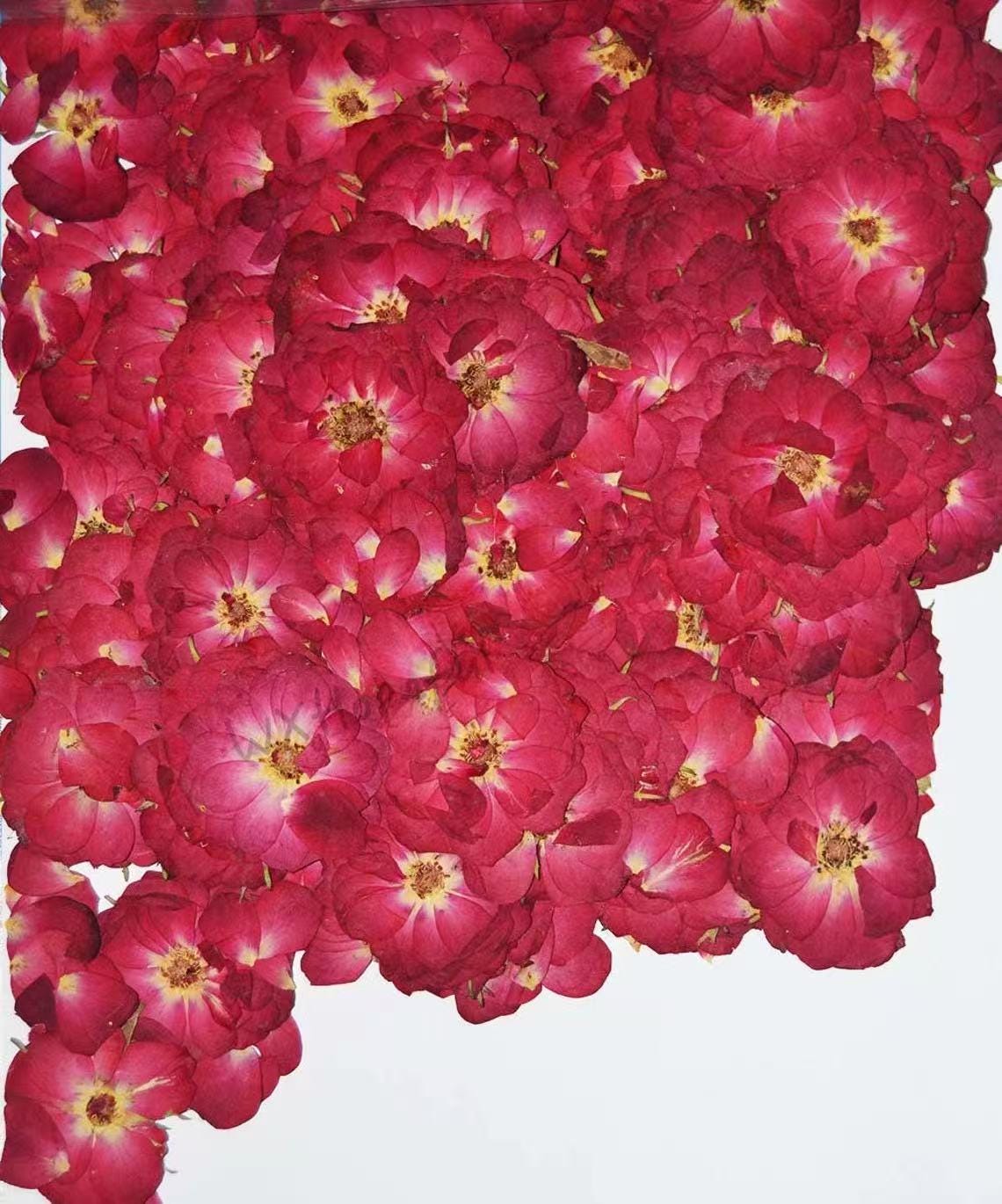 Real Dried Pressed Flowers Red Mini Rose - Etsy