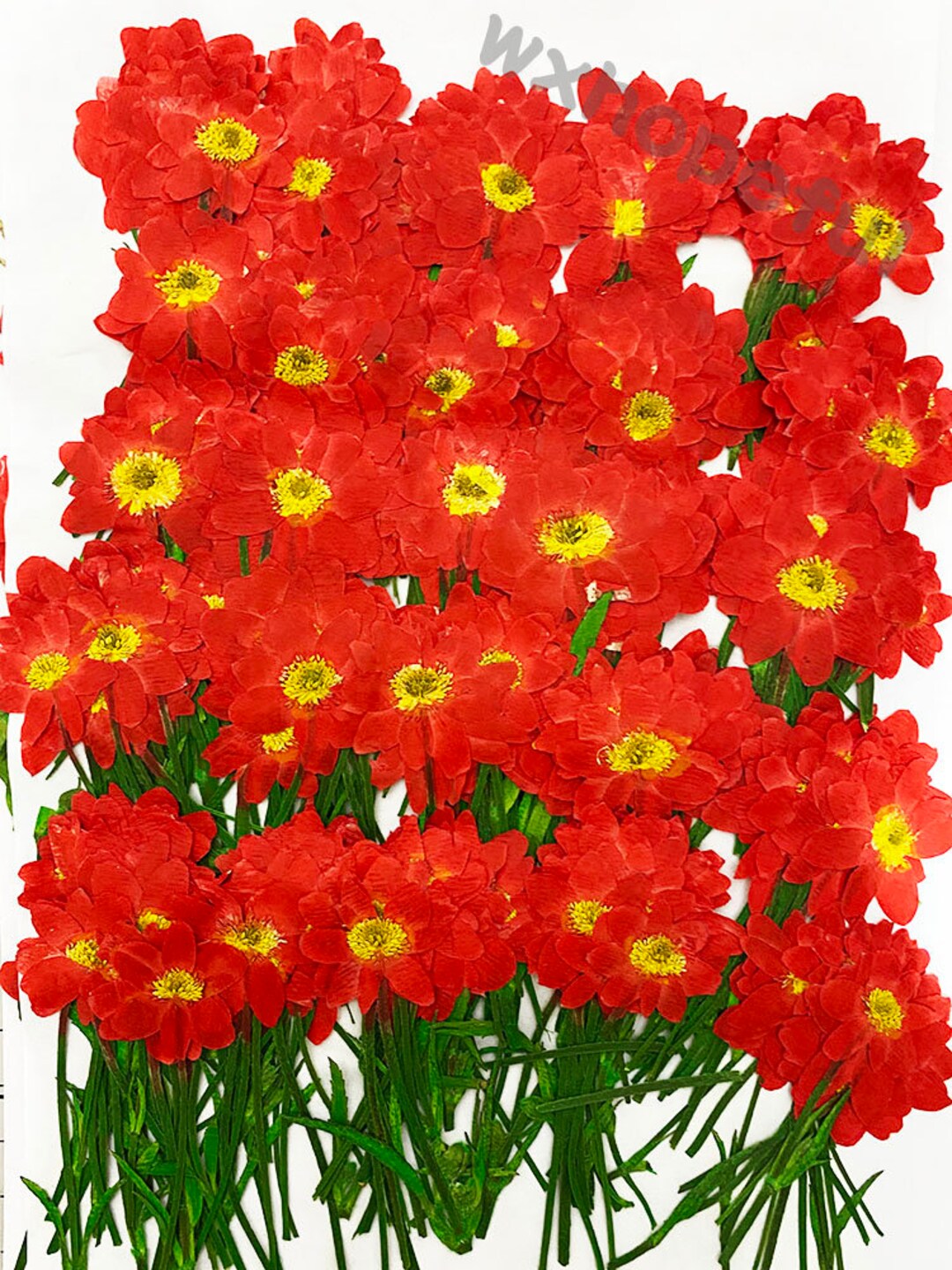 Real Dried Pressed Flowers Red Flowers With Stem - Etsy