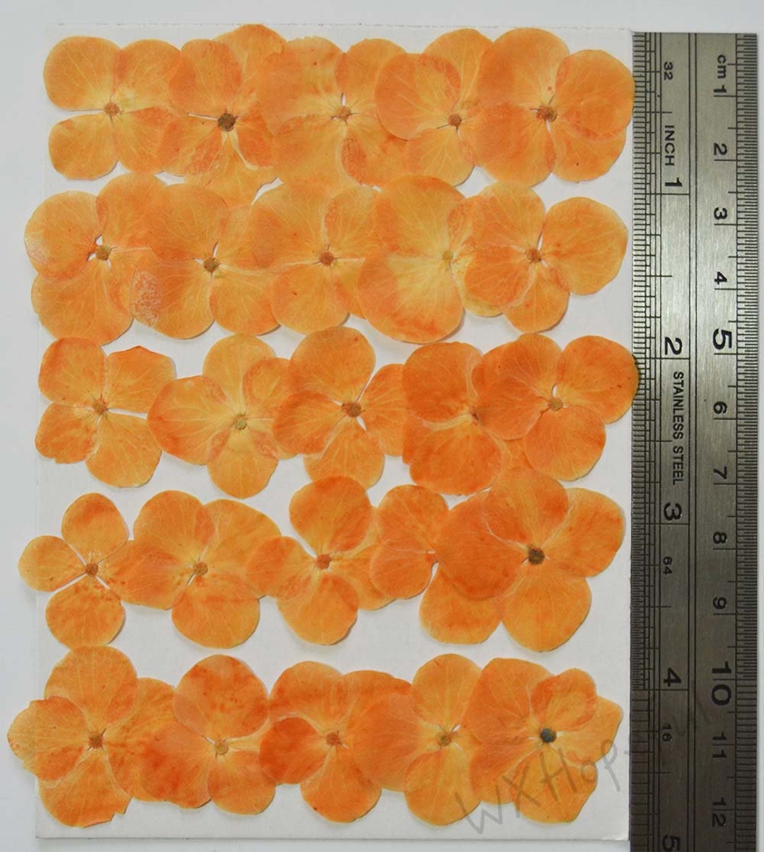 Real Dried Pressed Flowers Orange Hydrangea - 25 Pieces - Etsy