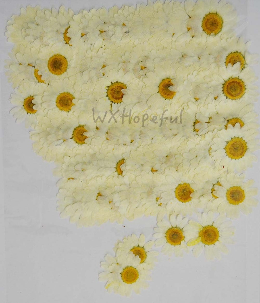 100 Pieces Real Dried Pressed Flowers White Daisies - Etsy