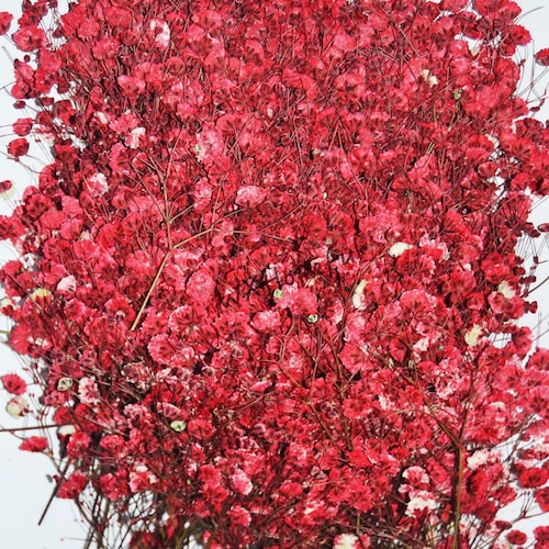 15 Pieces Real Dried Pressed Flowers Red Baby's Breath - Etsy