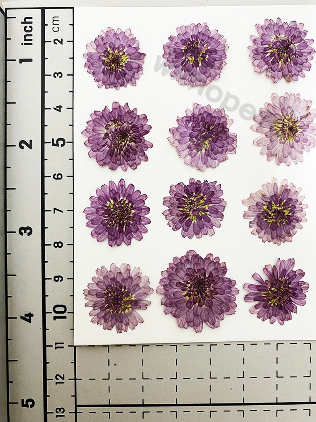 12 Pieces Real Dried Pressed Flowers Mini Lilac Chrysanthemun - Etsy