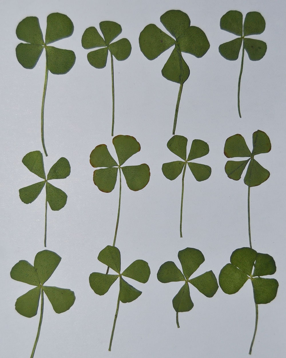 100 Pieces Four Leaf Clover Real Pressed Dried Flowers - Etsy