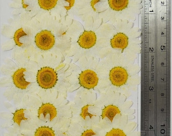 Real Dried Pressed Flowers Red Mini Rose 16 Pieces - Etsy